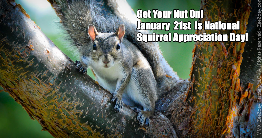 Going Nuts! Happy Squirrel Appreciation Day! | Zee & Zoey's Cat Chronicles