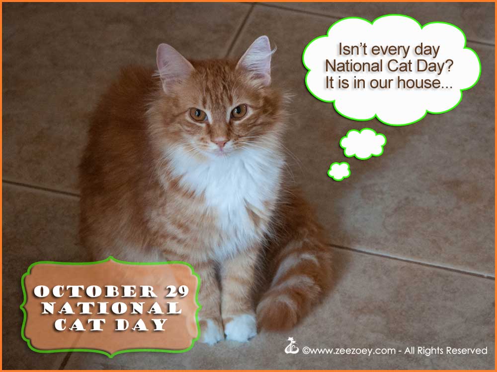 Lots of Love for National Cat Day! | Zee & Zoey's Cat Chronicles